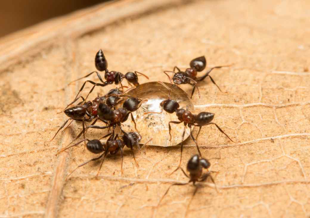 Insect Identification: Acrobat Ant | Economy Services